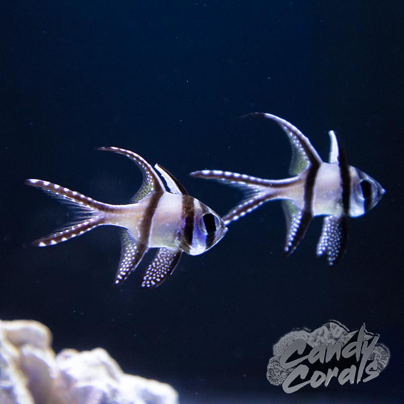 Captive Bred Banggai Cardinal – Candy Corals