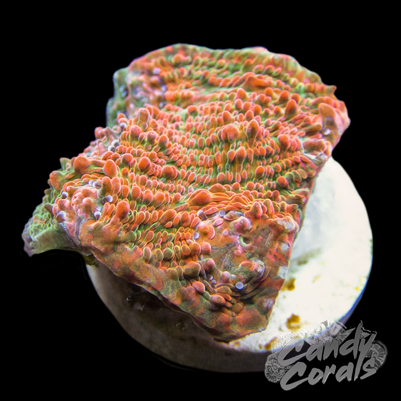 Chalice – Candy Corals