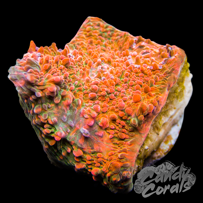 Chalice – Candy Corals