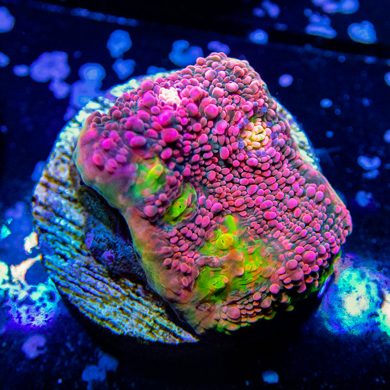 Chalice – Candy Corals