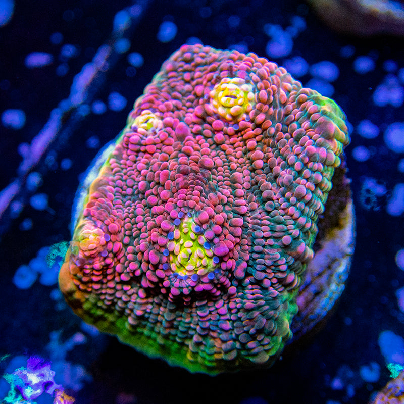 Chalice – Candy Corals