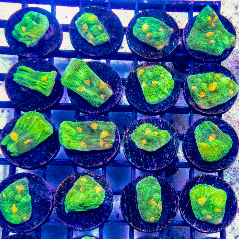 Chalice – Candy Corals