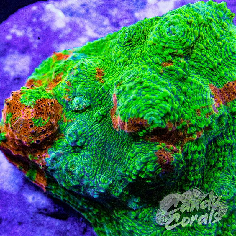 Glowstix Ultra Rainbow Chalice Frag C11 – Candy Corals