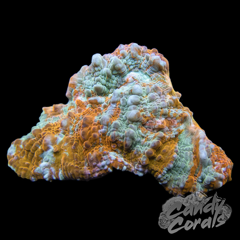 Chalice – Page 3 – Candy Corals