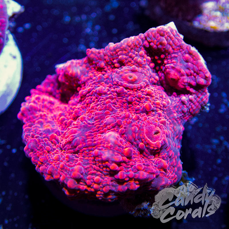 Chalice – Candy Corals