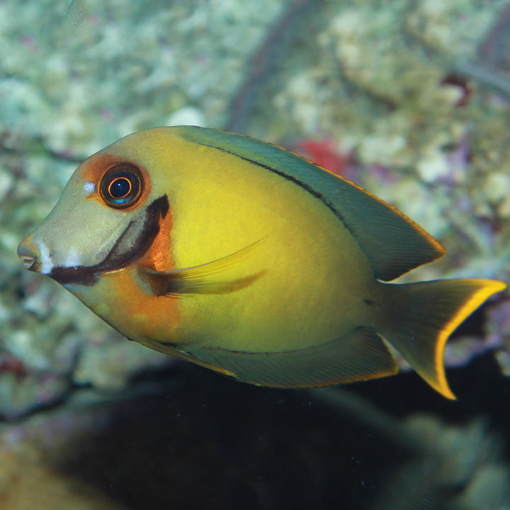 Tangs – Candy Corals