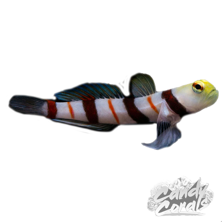 Goby – Candy Corals