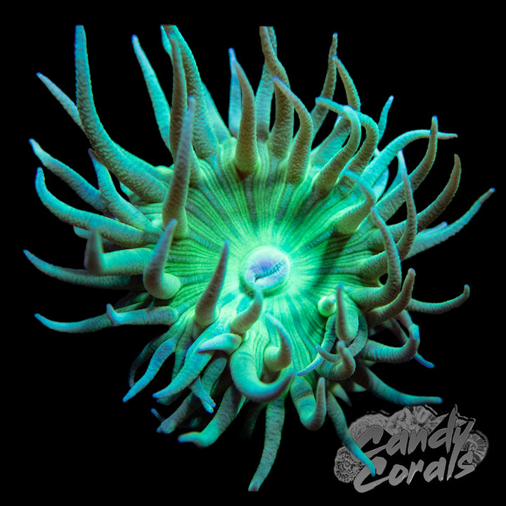 Corals – Candy Corals