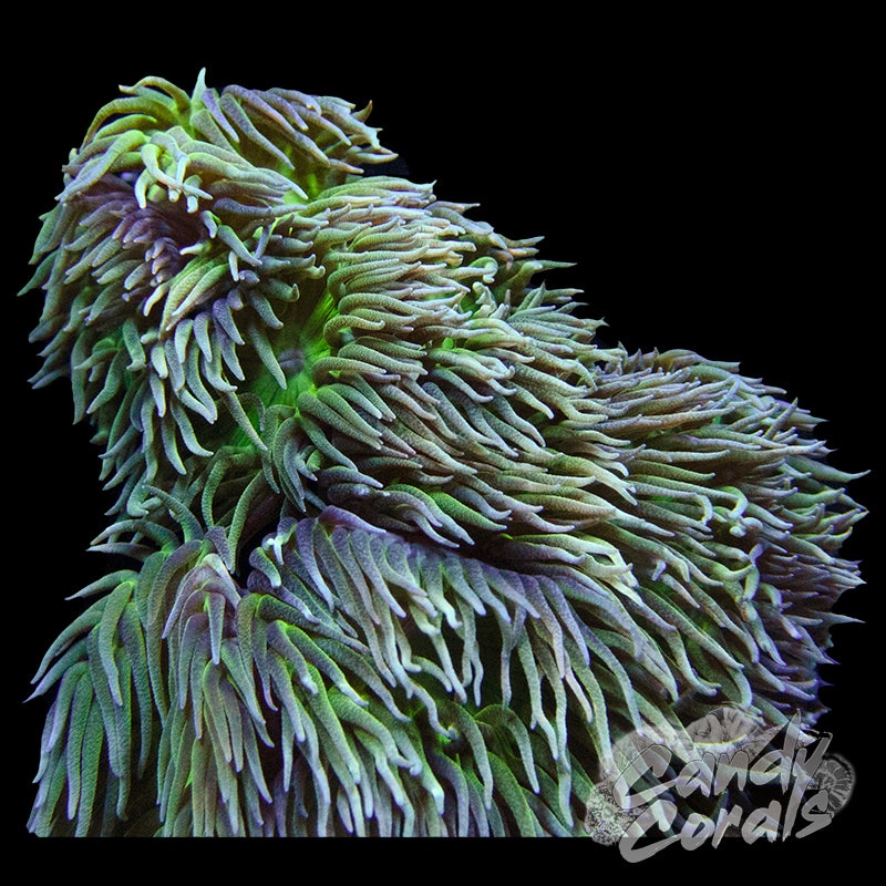 Australian Branching Duncan Colony – Candy Corals