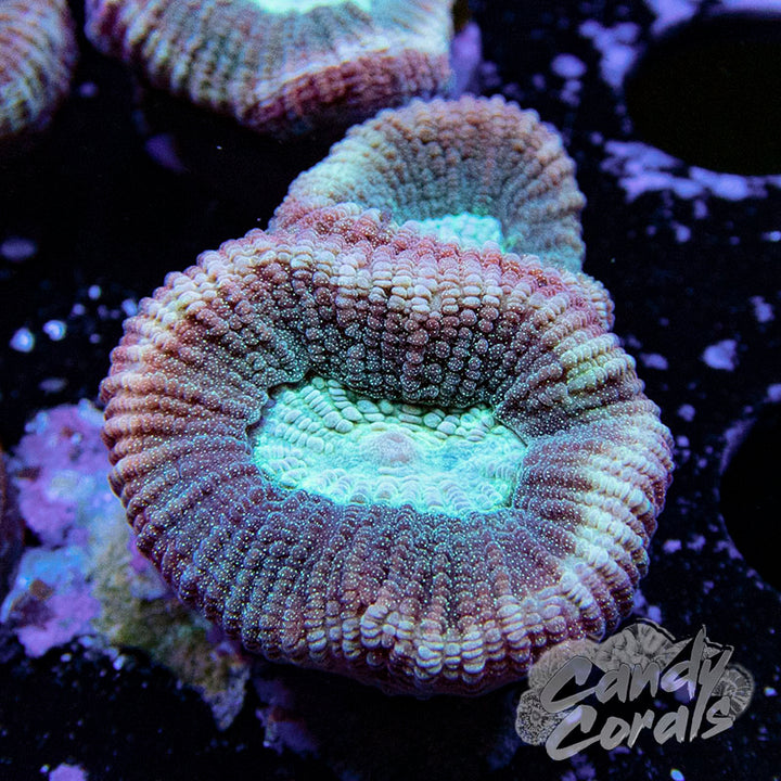 Corals – Page 5 – Candy Corals