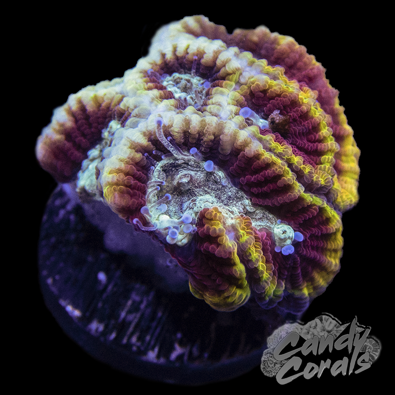 Favia – Candy Corals