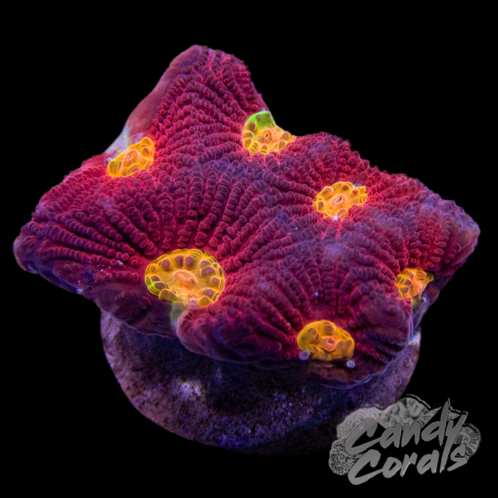 Favia – Candy Corals