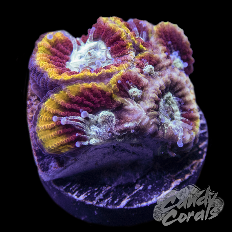 Favia – Candy Corals
