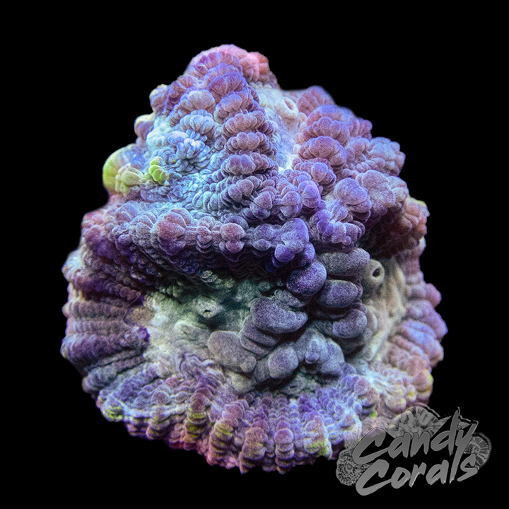 Specials – Candy Corals