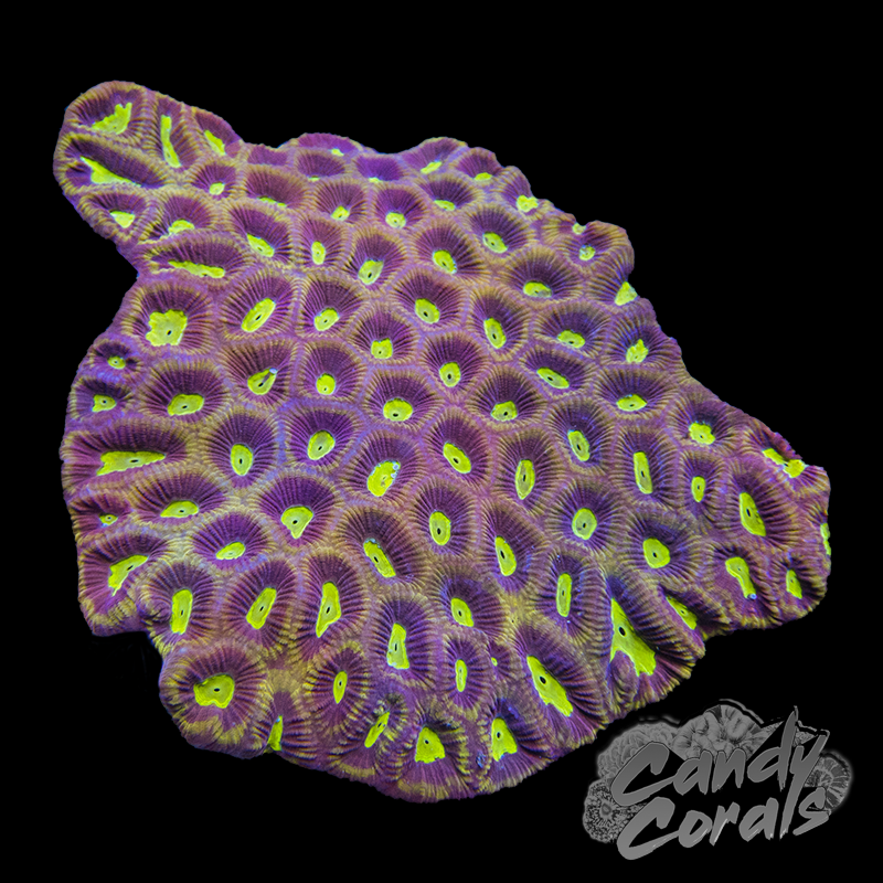 Favia – Candy Corals