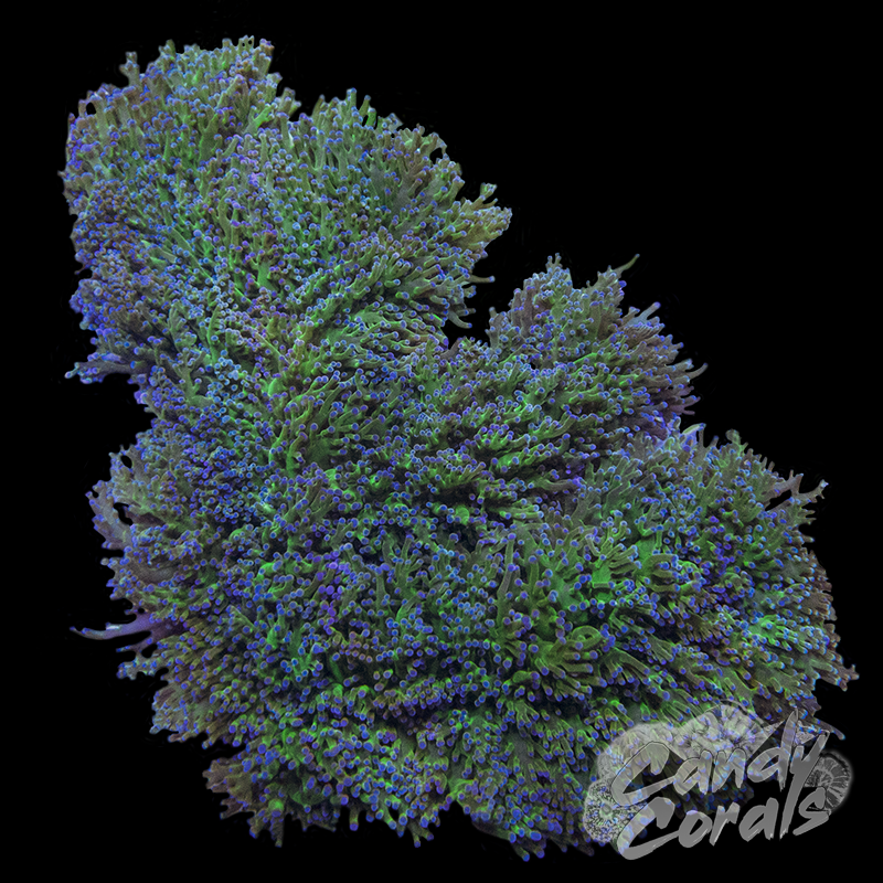 Hulk Wall Frogspawn Colony – Candy Corals