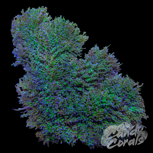 Hulk Wall Frogspawn Colony – Candy Corals