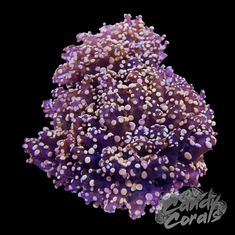 Pink Frogspawn wall Colony – Candy Corals