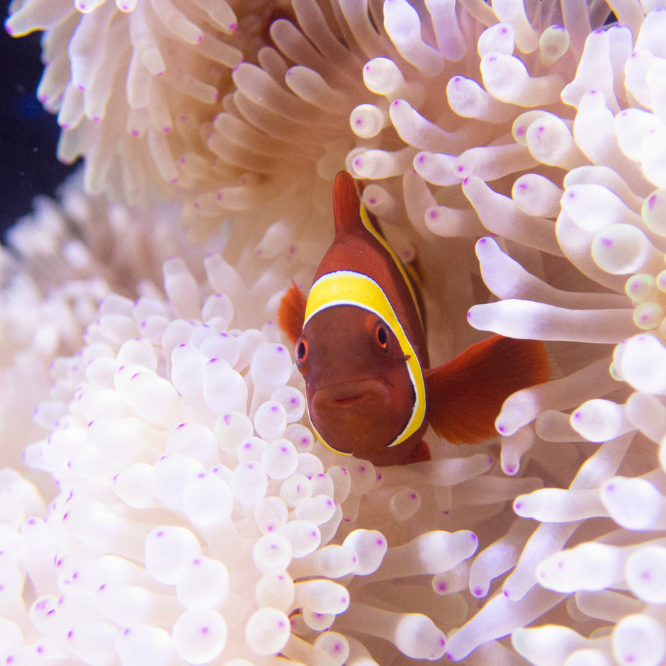 Clownfish – Page 2 – Candy Corals