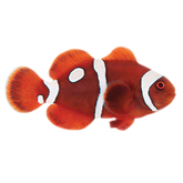 Clownfish – Candy Corals