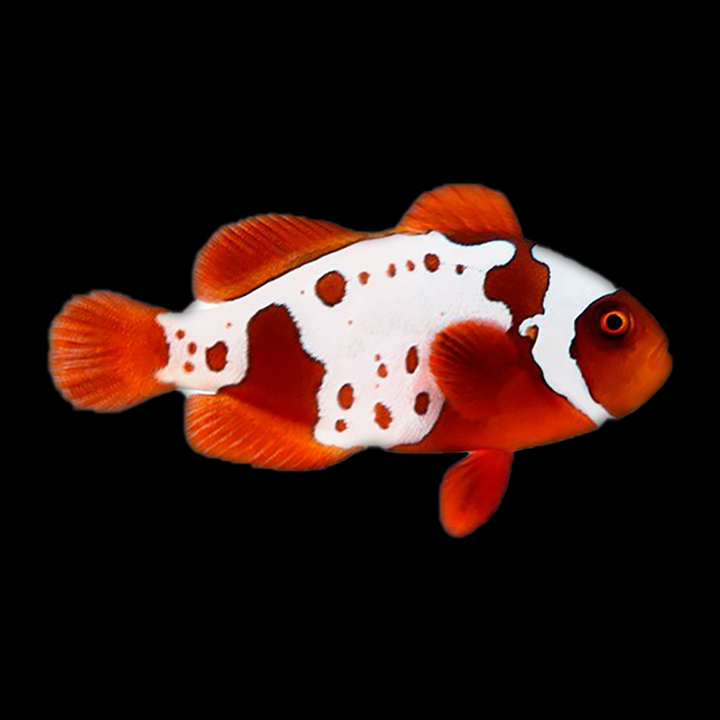Clownfish – Candy Corals