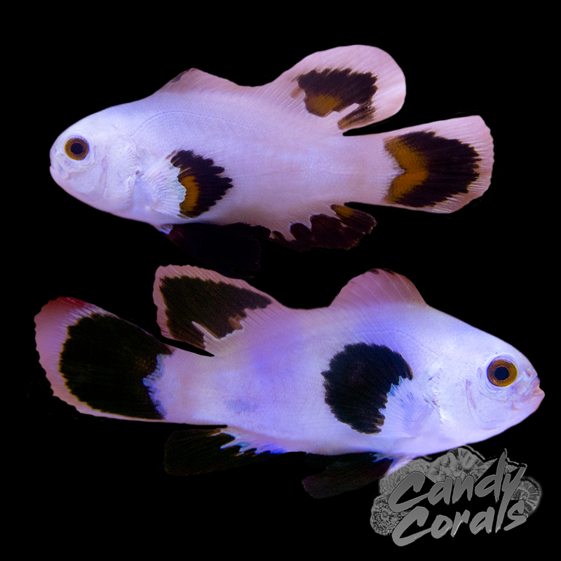 Longfin Ice Storm Clownfish – Candy Corals