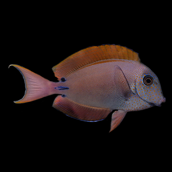 Tangs – Candy Corals