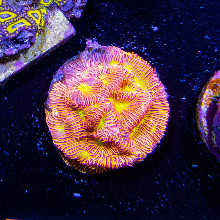 Leptoseris – Candy Corals