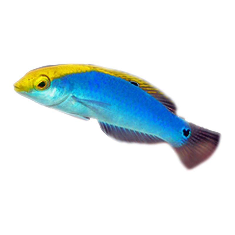 Lightning Wrasse – Candy Corals