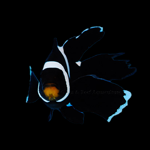 Longfin Darwin Clownfish – Candy Corals