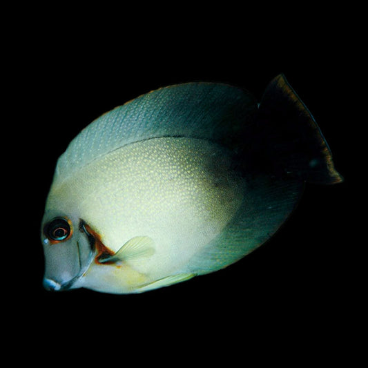 Tangs – Candy Corals