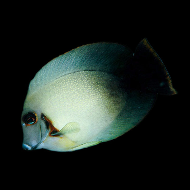 Tangs – Candy Corals