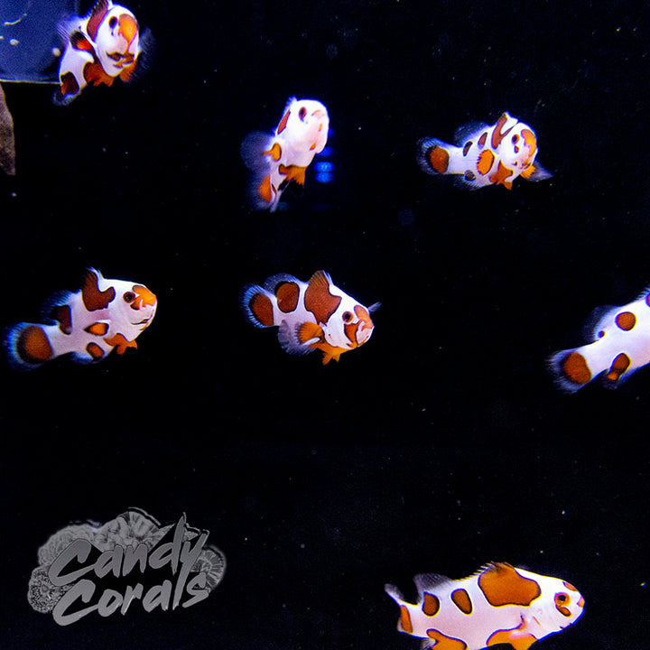 Clownfish – Candy Corals