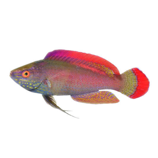 Wrasse – Candy Corals