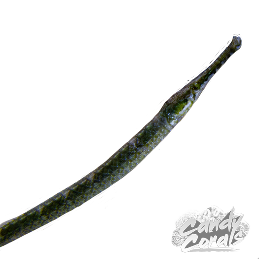 Misc Fish – Page 2 – Candy Corals