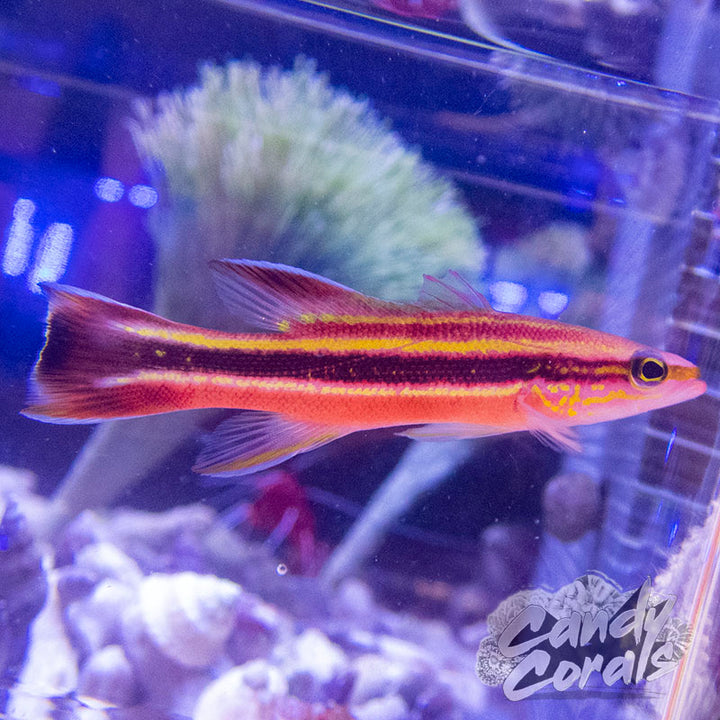 Basslets – Candy Corals