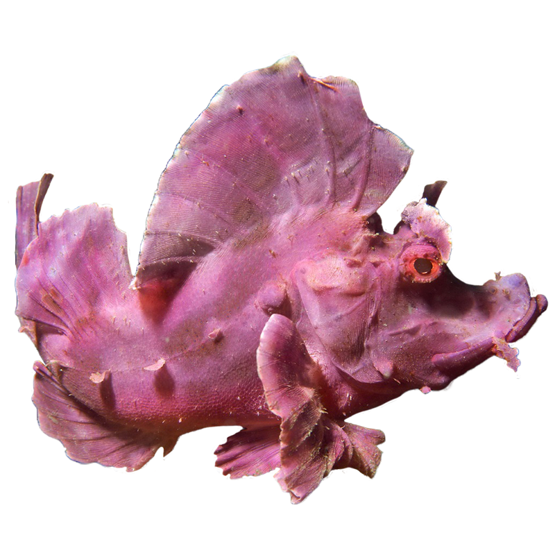 Buy Corals fish online | Aquarium fishes| Saltwater fish for sale ...