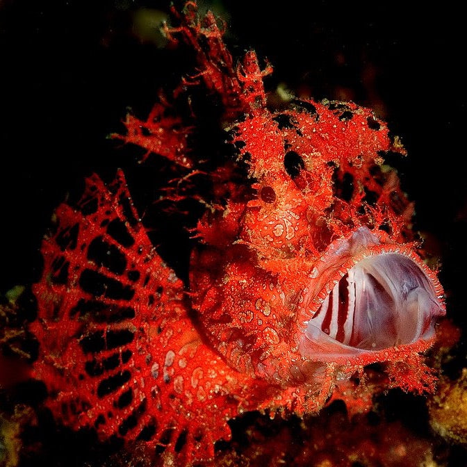 Misc Fish – Candy Corals