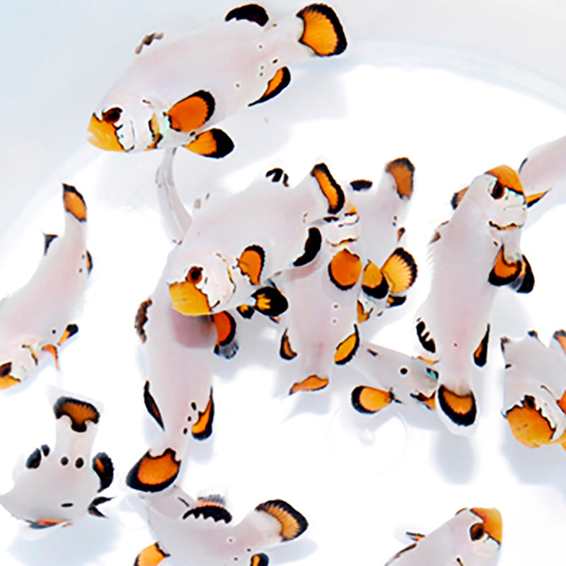 Clownfish – Candy Corals