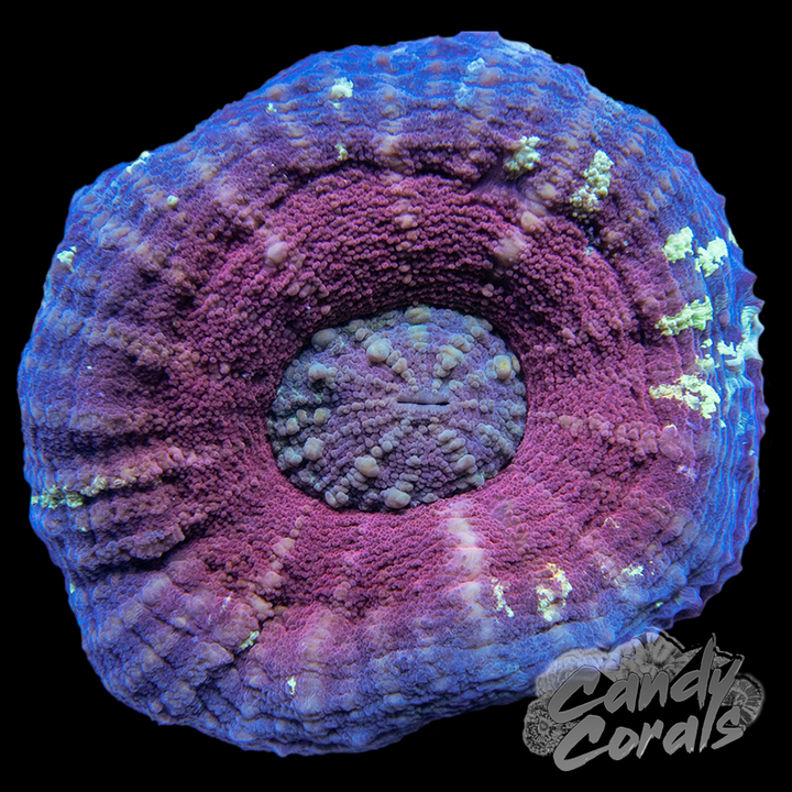 Scolymia – Candy Corals