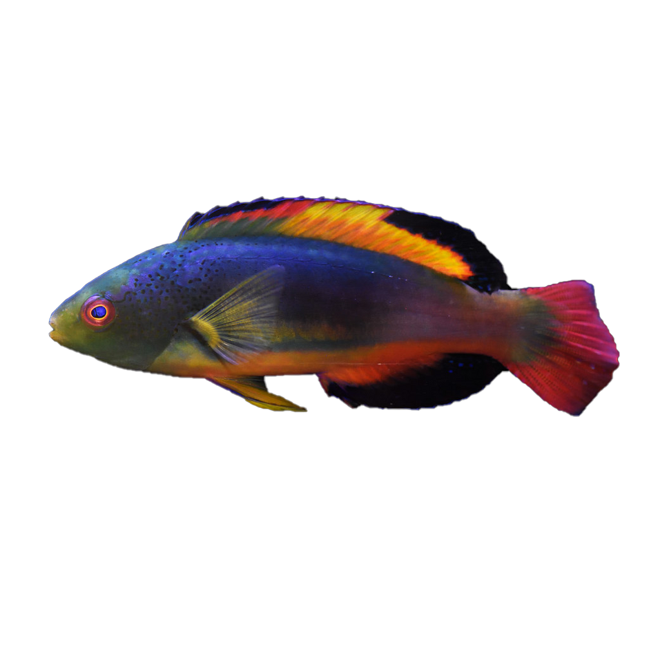 Specials – Page 3 – Candy Corals