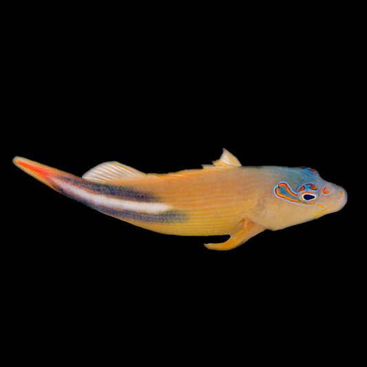 Hawkfish – Candy Corals