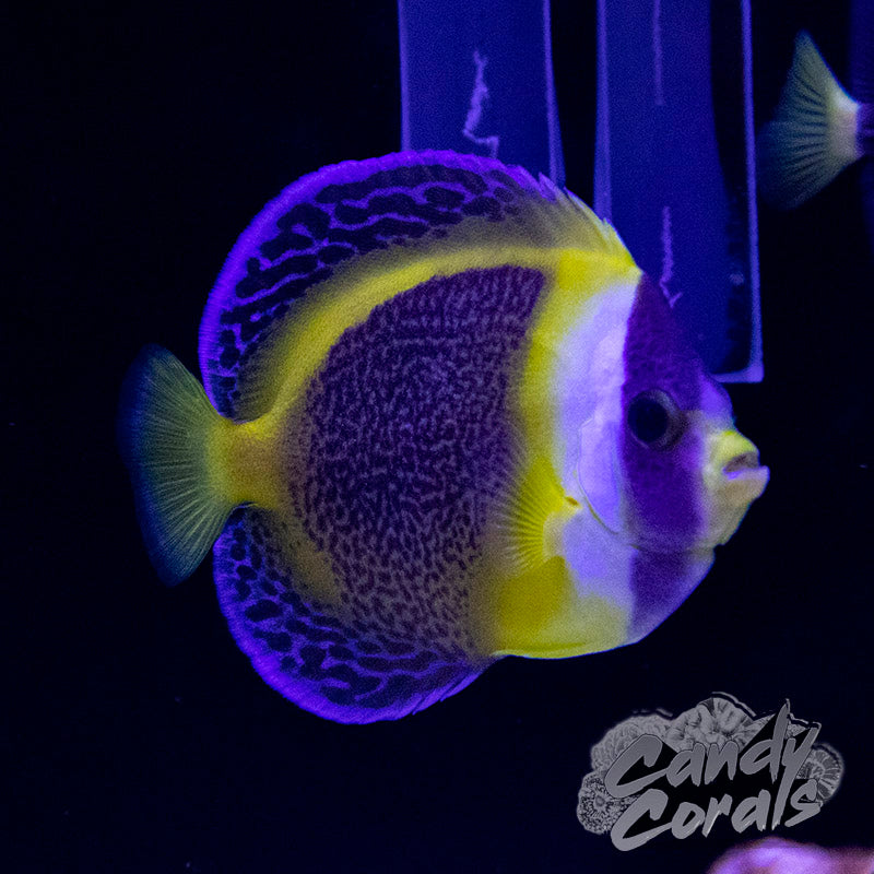 Buy Corals fish online | Aquarium fishes| Saltwater fish for sale ...
