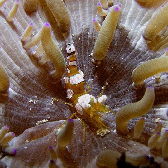 Inverts – Candy Corals