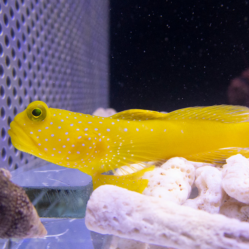 Yellow Watchman Goby – Candy Corals