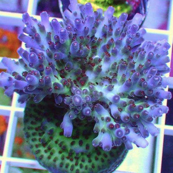 RR Shazam Acropora Sp. Chunky multi-branch Frag – Candy Corals