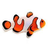 Clownfish – Candy Corals