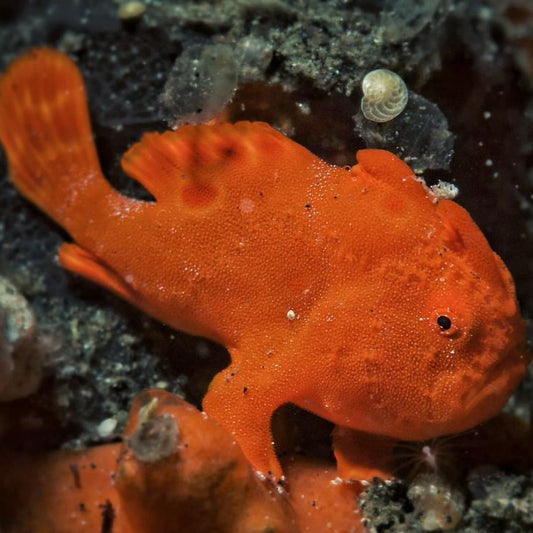 Buy Corals fish online | Aquarium fishes| Saltwater fish for sale ...