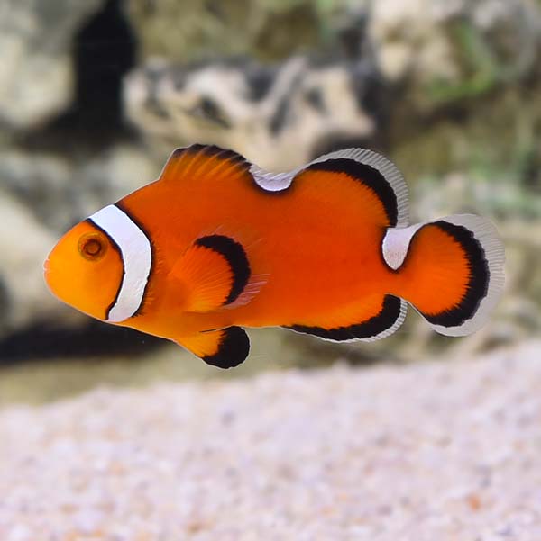 Clownfish – Candy Corals