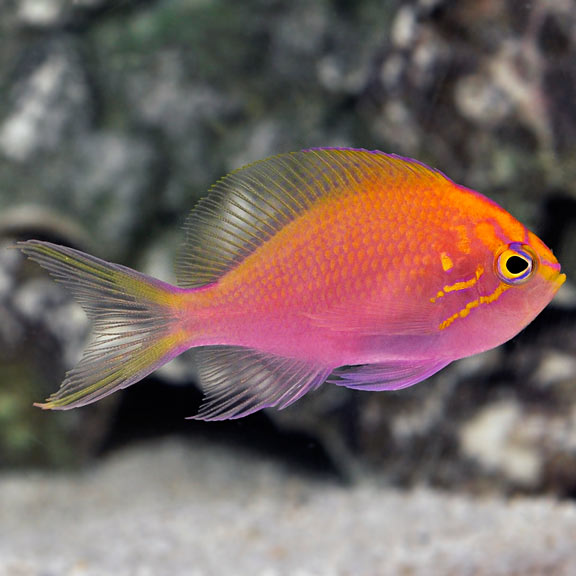 Anthias – Candy Corals